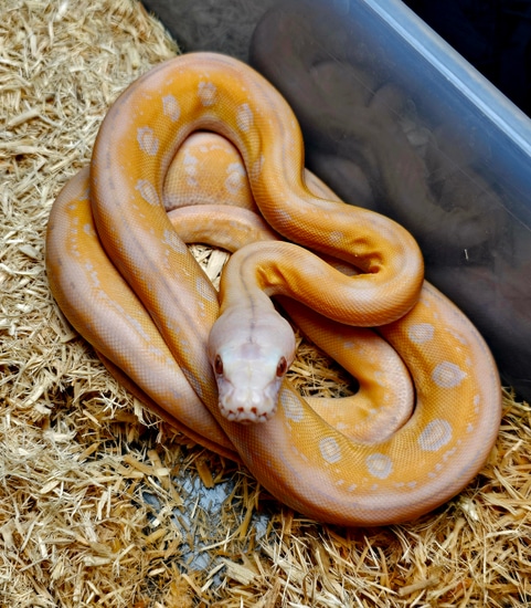 Kalatoa Super Dwarf Purple Motley Tiger 100% Het Anery Reticulated ...