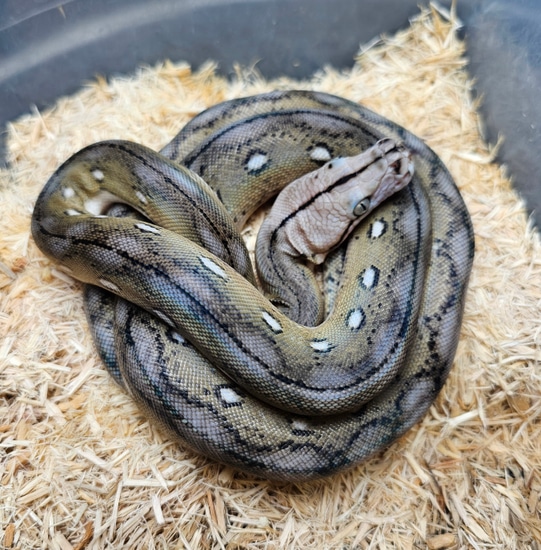 Kalatoa Super Dwarf Motley Tiger 100% DH Purple Snow Reticulated Python ...