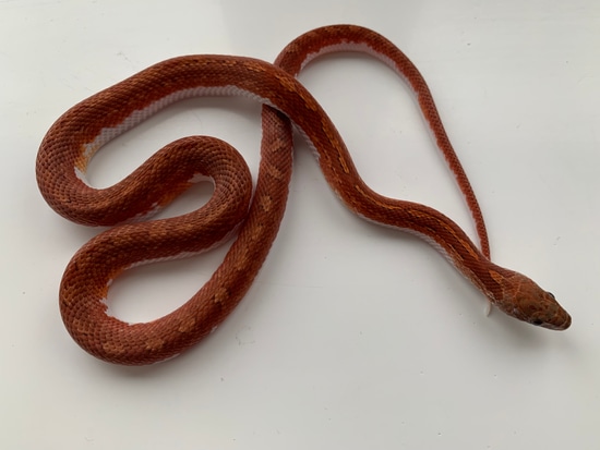 Extreme Pied Sided Bloodred Tessera Corn Snake by Red Dot Reptiles
