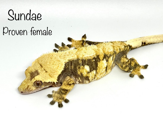 Tricolor Female Extreme Harlequin Crested Geckos by The Angry Gecko