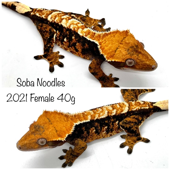 Extreme Harlequin Crested Gecko by The Angry Gecko