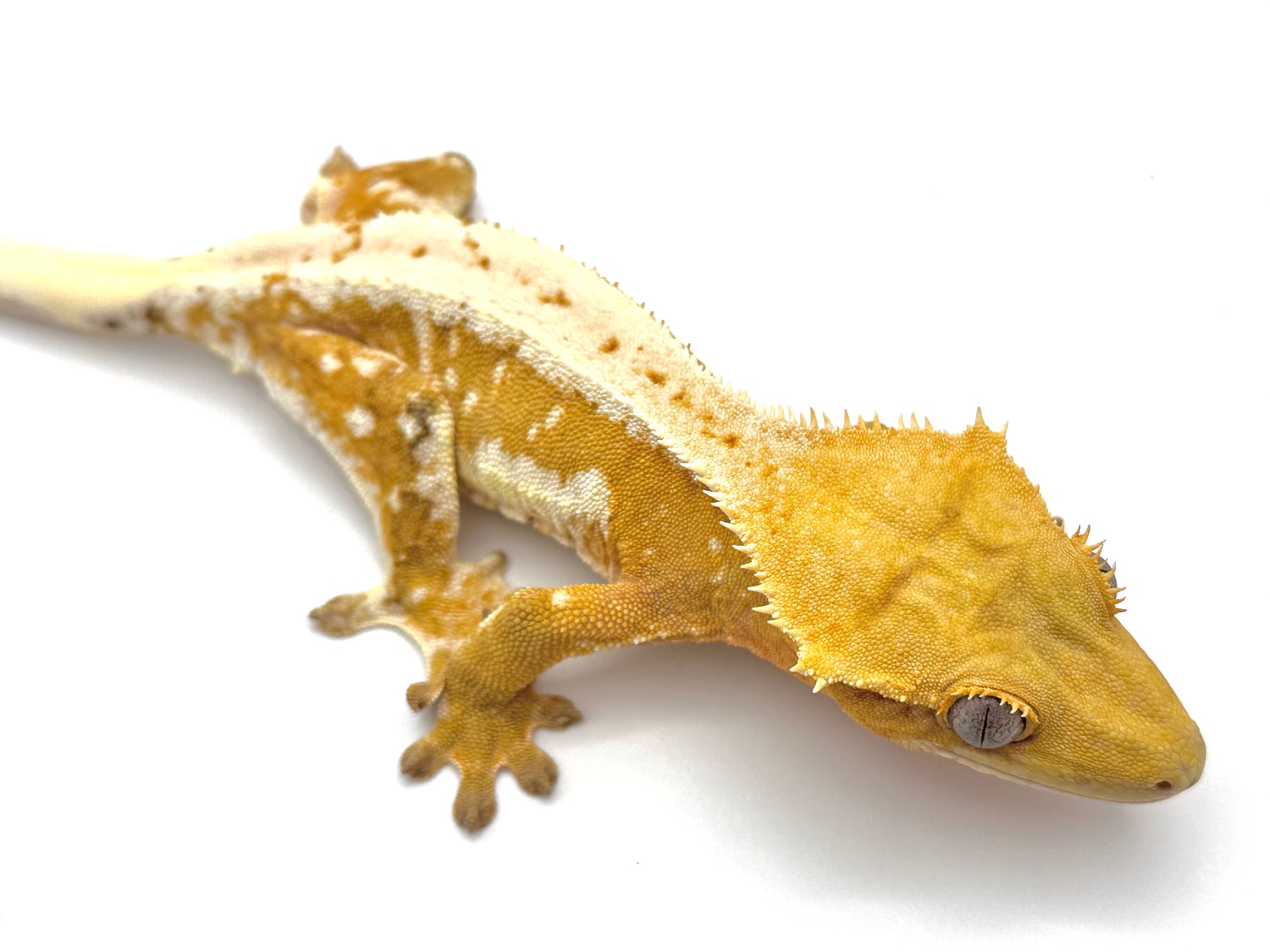 Yellow Lily White Crested Gecko by The Angry Gecko - MorphMarket