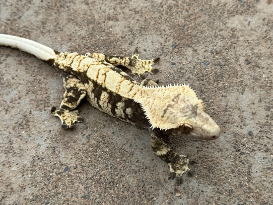 Extreme Harlequin Crested Gecko by The Angry Gecko