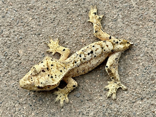 Dalmation Crested Gecko by The Angry Gecko