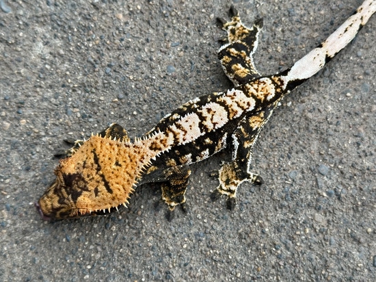 High Contrast Exteme Harlequin Crested Gecko by The Angry Gecko