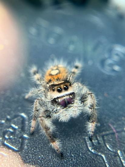 (F) White Phase | Regal Jumping Spiders by OnlyPhids & Friends LLC