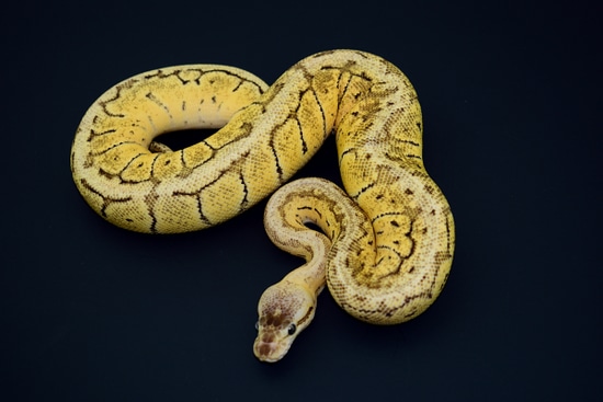 DragonFly Yellow Belly Ball Python by The Axanthic Project