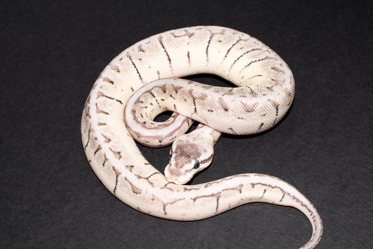 VPI Axanthic Dragonfly Ball Python by The Axanthic Project - MorphMarket