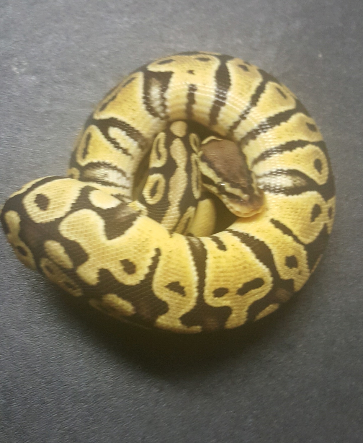 Pastel Dh VPI Axanthic Clown Ball Python by The Axanthic Project ...