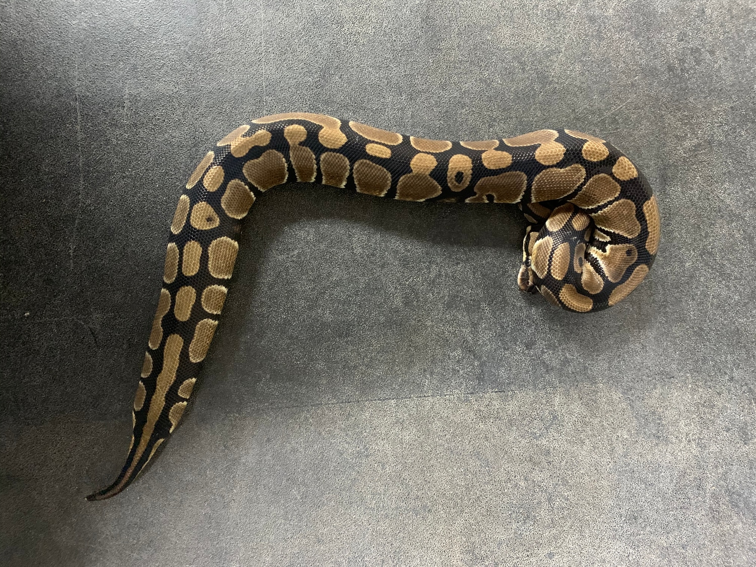 Pdh VPI Axanthic/Desert Ghost Ball Python by The Axanthic Project ...
