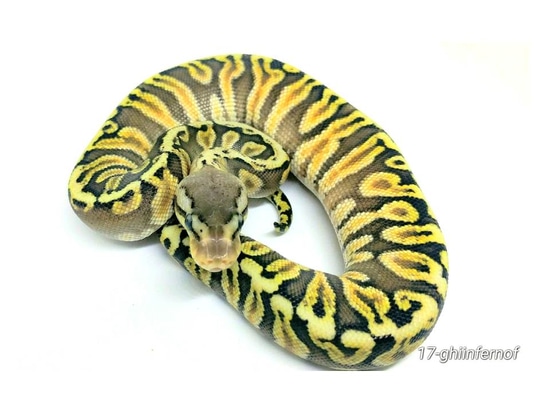 GHI Inferno Ball Python by tHEbALLfACTORY