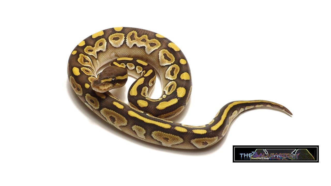 Huffman Lesser Ball Python by tHEbALLfACTORY - MorphMarket