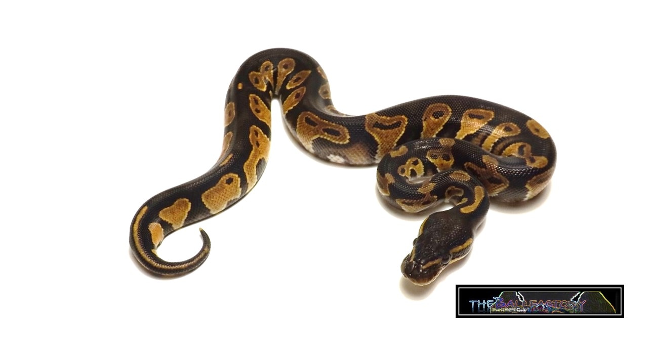 Black Head Red Gene Ball Python by tHEbALLfACTORY - MorphMarket