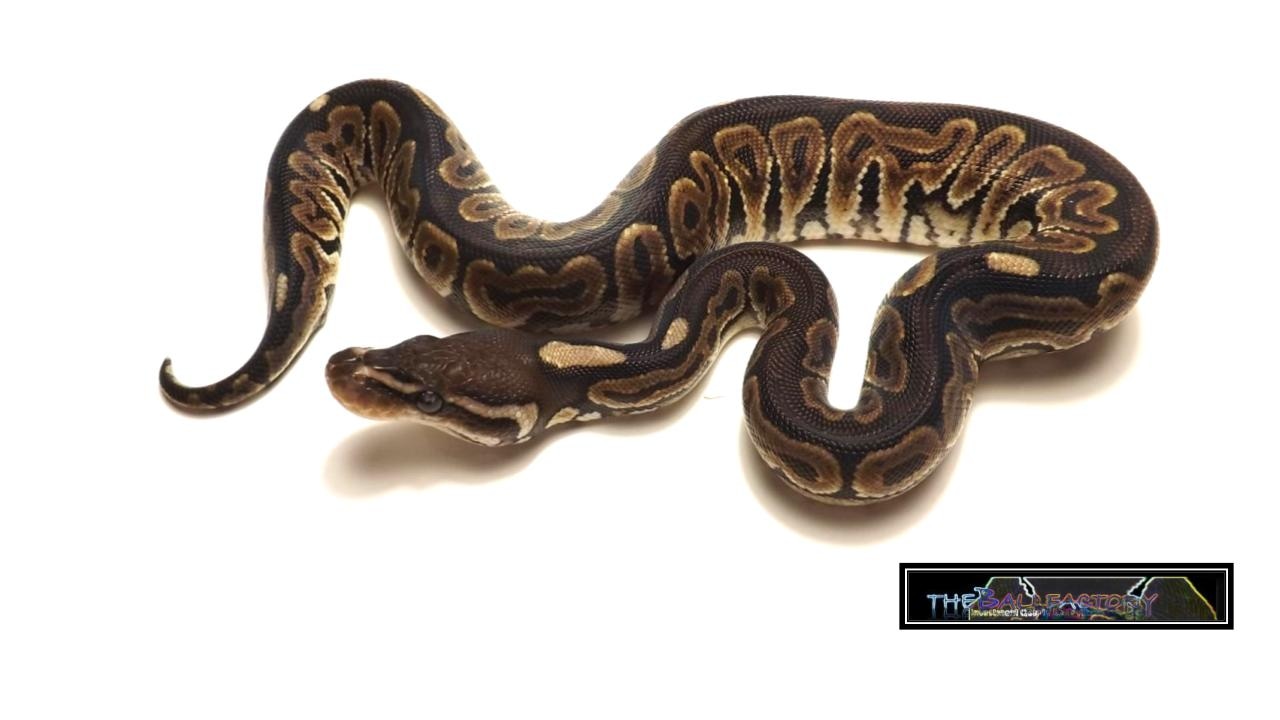 Spotnose Adder Ball Python by tHEbALLfACTORY - MorphMarket