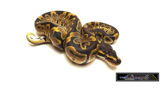 Enchi Adder Ball Python by tHEbALLfACTORY
