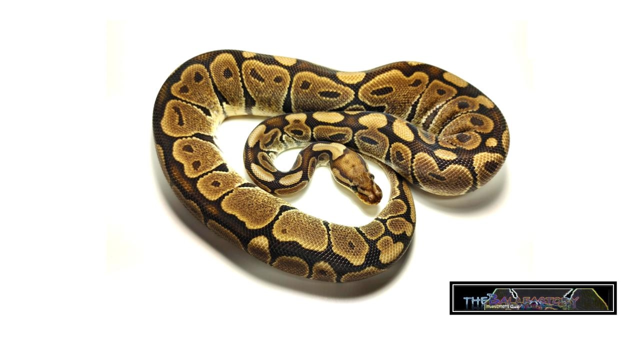 HRA Woma Ball Python by tHEbALLfACTORY - MorphMarket