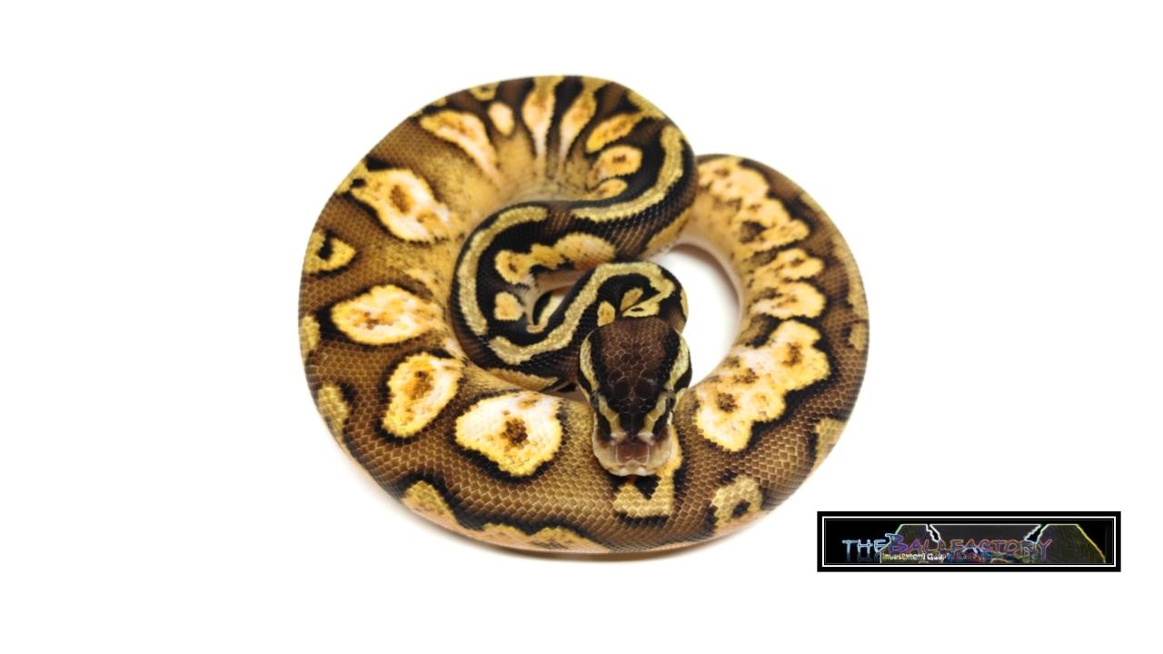 Pastel Calico Ball Python by tHEbALLfACTORY - MorphMarket
