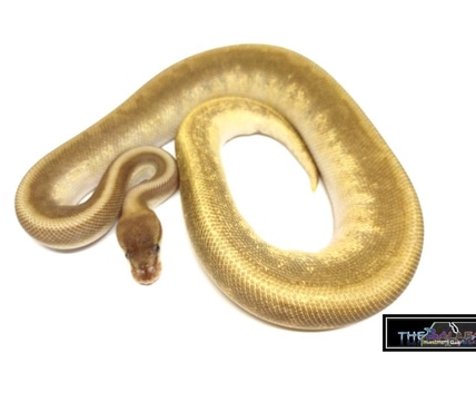 OD Super Huffman Calico (F2) Ball Python by tHEbALLfACTORY - MorphMarket