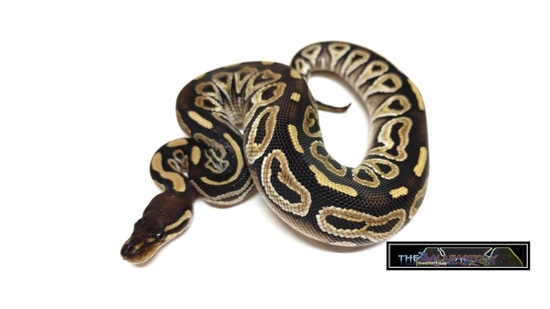 Mojave Raven HRA Ball Python by tHEbALLfACTORY