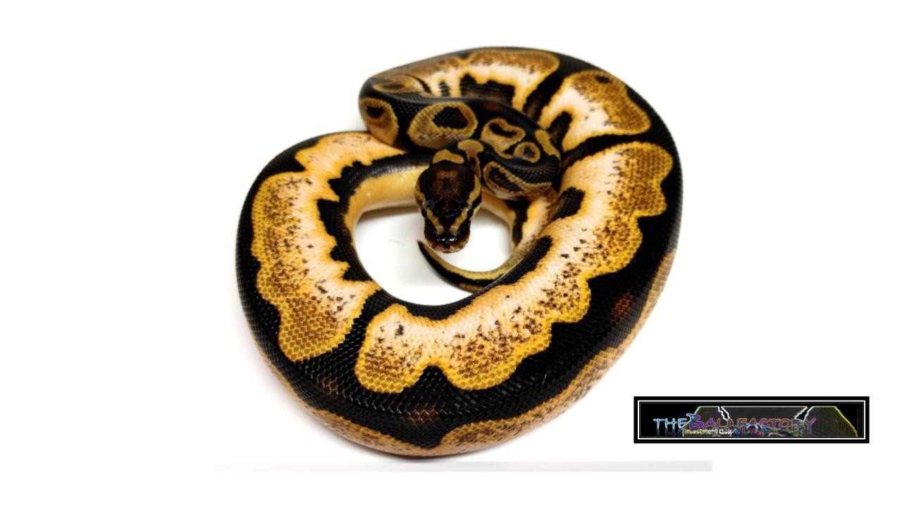 OD Super Huffman Calico (F2) Ball Python by tHEbALLfACTORY - MorphMarket