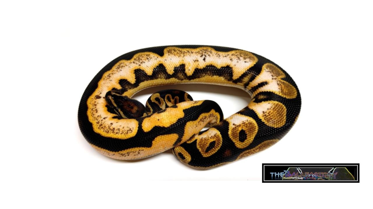 OD Super Huffman Calico (F2) Ball Python by tHEbALLfACTORY - MorphMarket