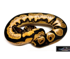 OD Super Huffman Calico (F2) Ball Python by tHEbALLfACTORY - MorphMarket