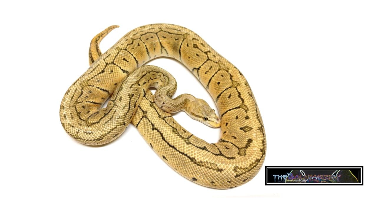 Lemon Blast Ghost Ball Python by tHEbALLfACTORY - MorphMarket