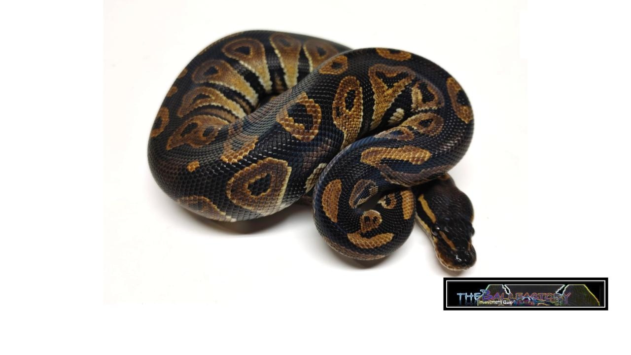 Black Head Ball Python by tHEbALLfACTORY - MorphMarket