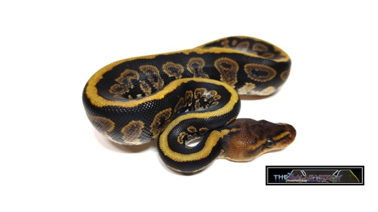 Mahogany Spotnose Ball Python by tHEbALLfACTORY