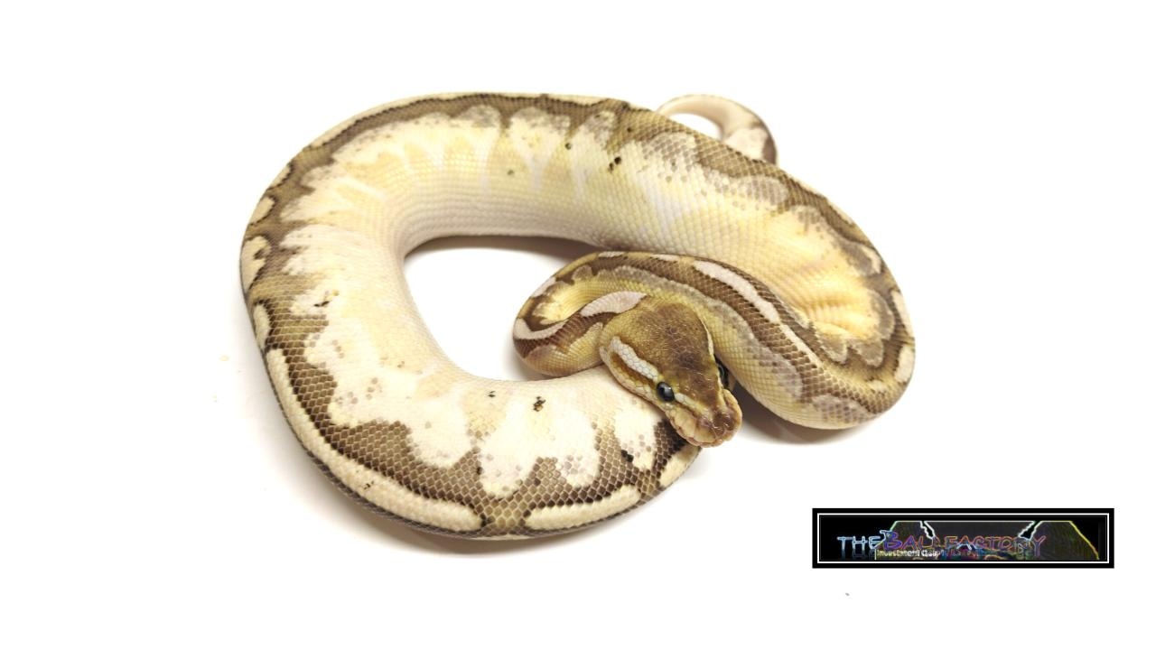 Bamboo Pewter Belly Ball Python by tHEbALLfACTORY - MorphMarket