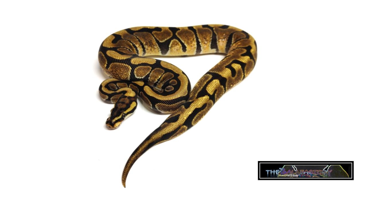 Enchi Spotnose Ball Python by tHEbALLfACTORY - MorphMarket