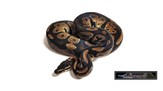 RTB Blade BH Red Gene 50% Het Clown Ball Python by tHEbALLfACTORY