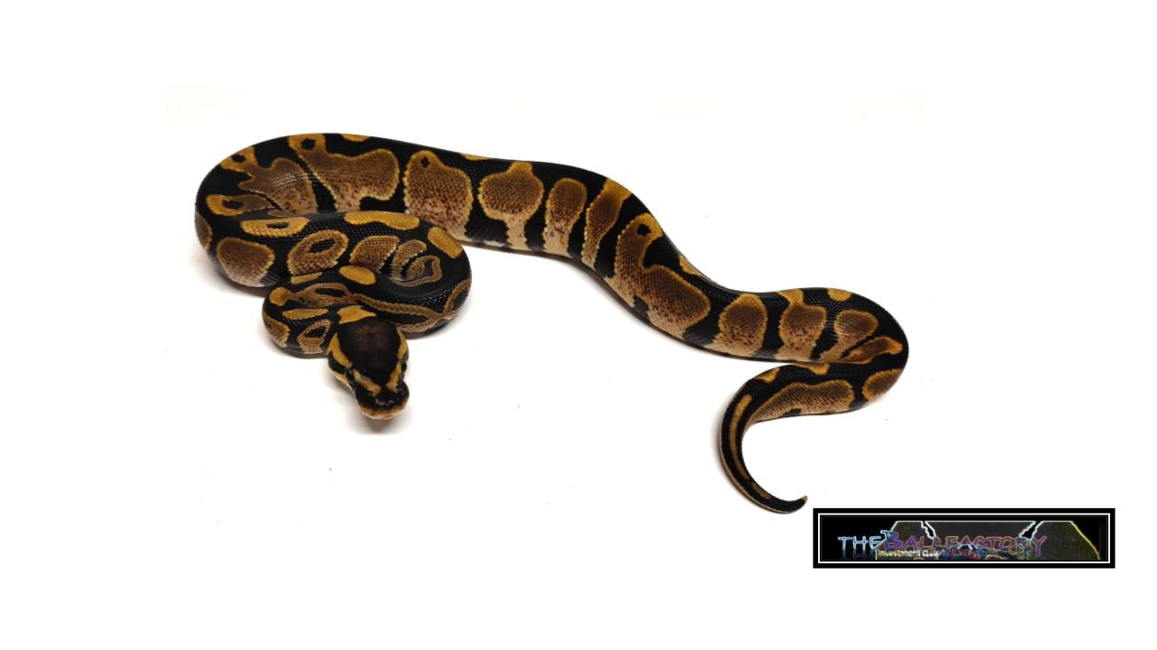 Calico 100% Het Clown Ball Python by tHEbALLfACTORY - MorphMarket