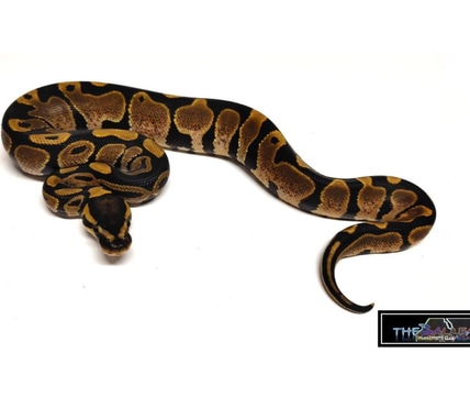 Blade OD 100% Het Clown Ball Python by tHEbALLfACTORY - MorphMarket