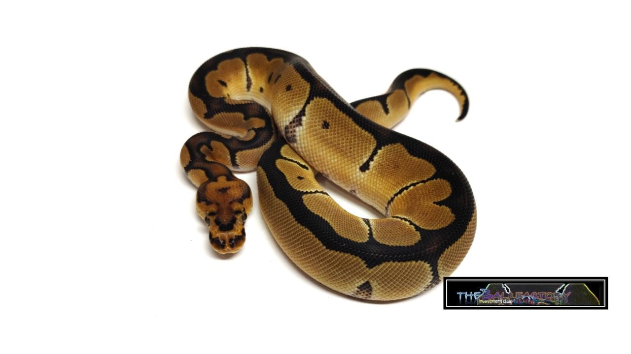 Blade Motley Clown Possible Red Gene Ball Python by tHEbALLfACTORY ...