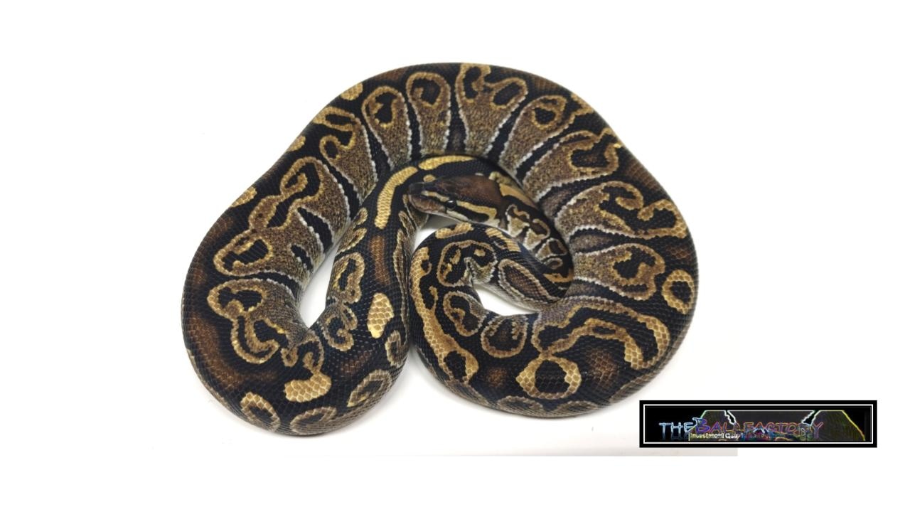 Hurricane Ball Python by tHEbALLfACTORY - MorphMarket