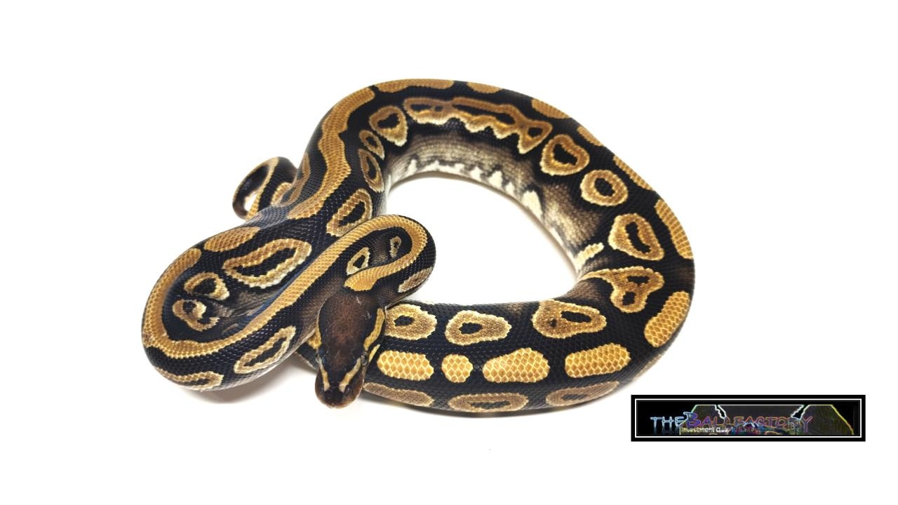 Mystic Asphalt/ YB Ball Python by tHEbALLfACTORY - MorphMarket