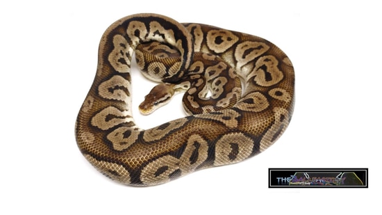 Black Pewter Ball Python by tHEbALLfACTORY