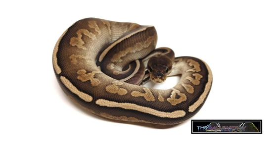 Cinnamon Wookie Red Stripe Pos Mystic Ball Python by tHEbALLfACTORY