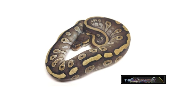 Mojave Raven Red Stripe 100% Het Clown Ball Python by tHEbALLfACTORY