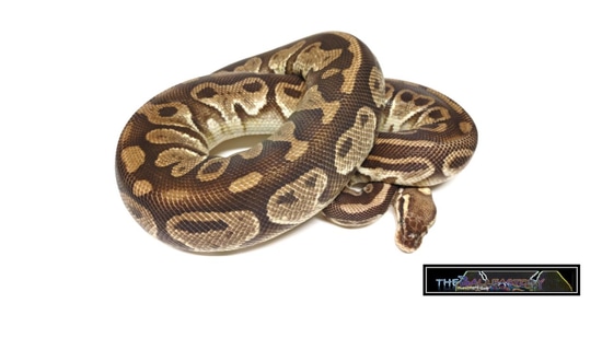 Mojave Sable Ball Python by tHEbALLfACTORY