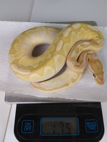 BAMBOO ULTRAMEL Male 175g Ball Python by The Ball Hog