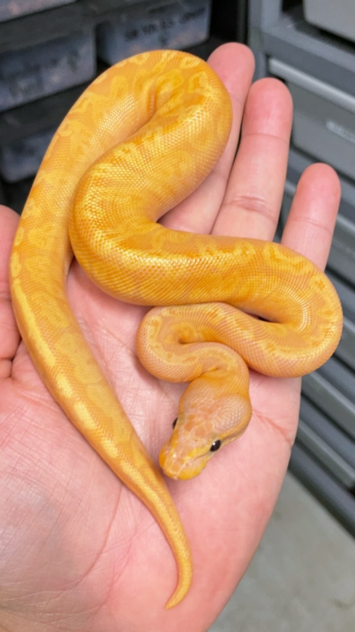 Banana SUNSET 50% Het Clown Female Maker Ball Python by The Ball Hog ...