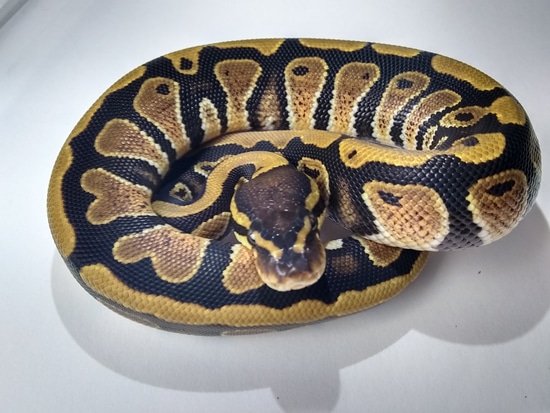 Zuwadi 100% Het Clown Ball Python by The Ball Hog