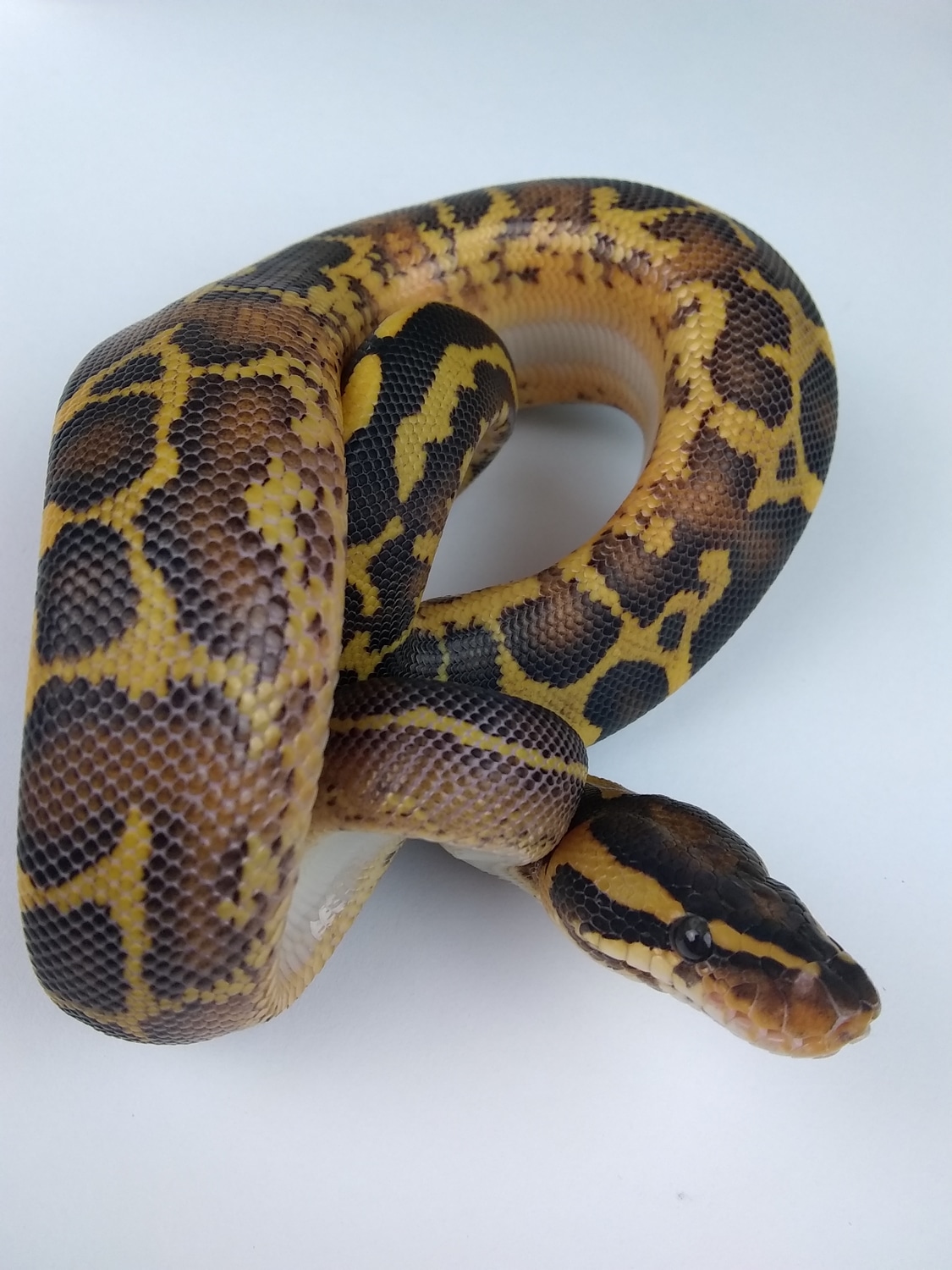 Leopard Freeway 50% Het Lavender Ball Python by The Ball Hog - MorphMarket