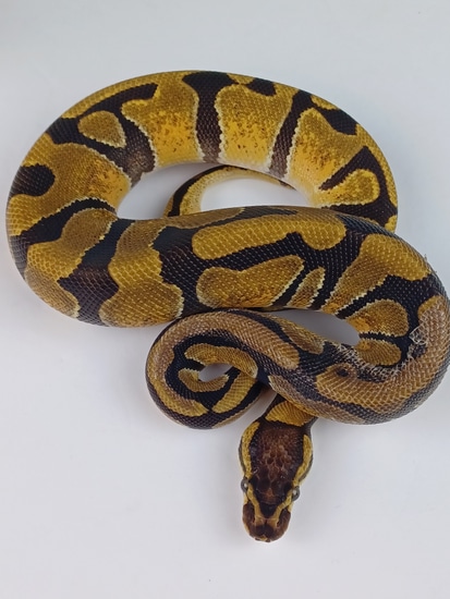Enchi 100% Dh SUNSET CLOWN Ball Python by The Ball Hog