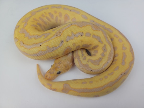 Yb Scarecrow Ball Python by The Ball Hog