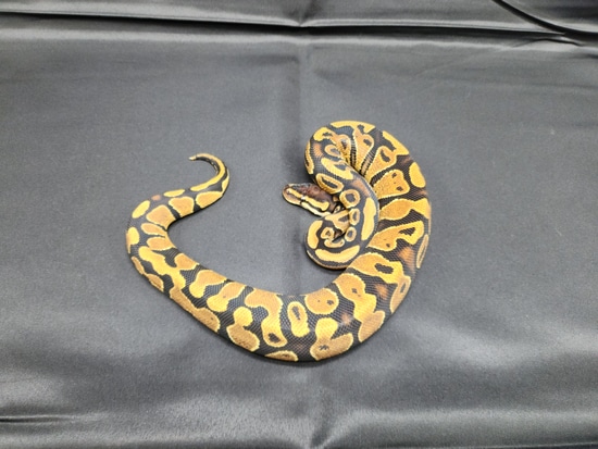 Yellow Belly Pos Mirage Ball Python by The Ball Pit