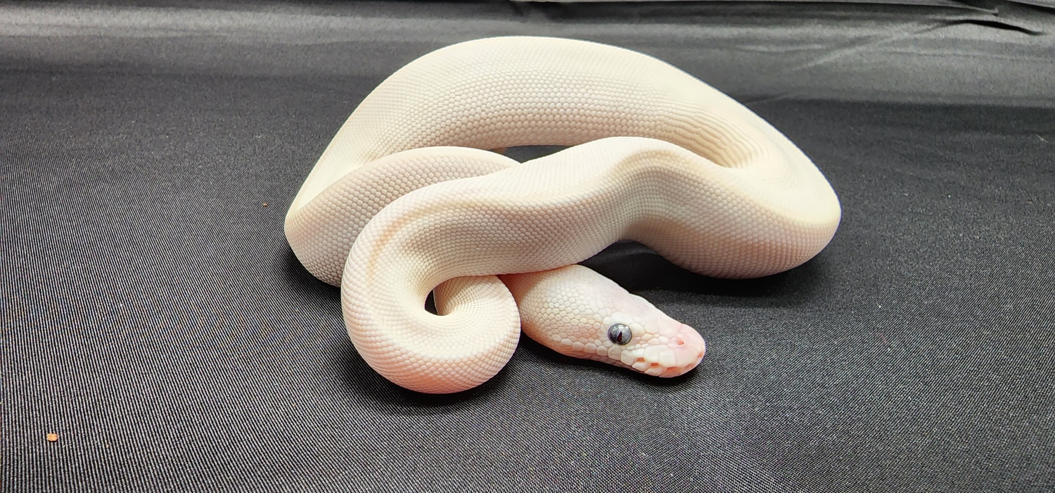 BEL Lesser Mojave Ball Python by The Ball Pit - MorphMarket
