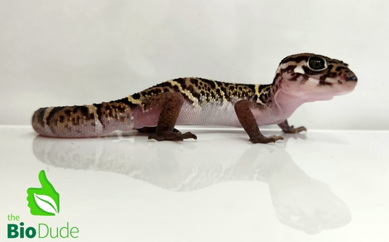 CB22 Central American Banded Gecko - Snappy by The Bio Dude